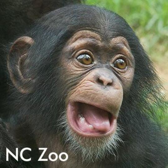 Officials: NC Zoo temporarily closes from overcrowding Officials: NC Zoo temporarily closes from overcrowding